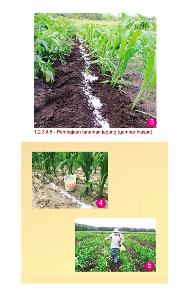 Penanaman,Pembajaan Dan Pengapuran Tanaman Jagung - INFO PERTANIAN online