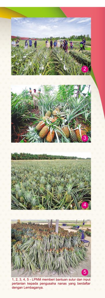 Penanaman Nanas Mampu Meningkatkan Pendapatan Petani - INFO PERTANIAN ...