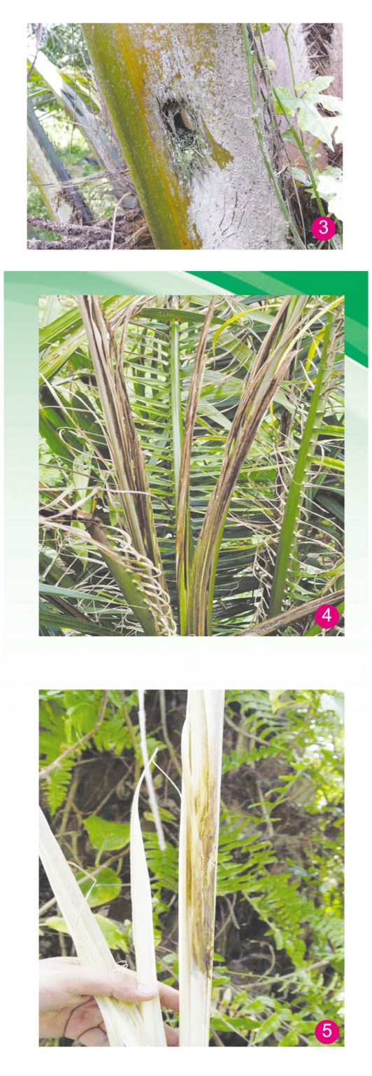 Penyakit Reput Tunas Berpotensi Mematikan Pokok Sawit - INFO PERTANIAN ...