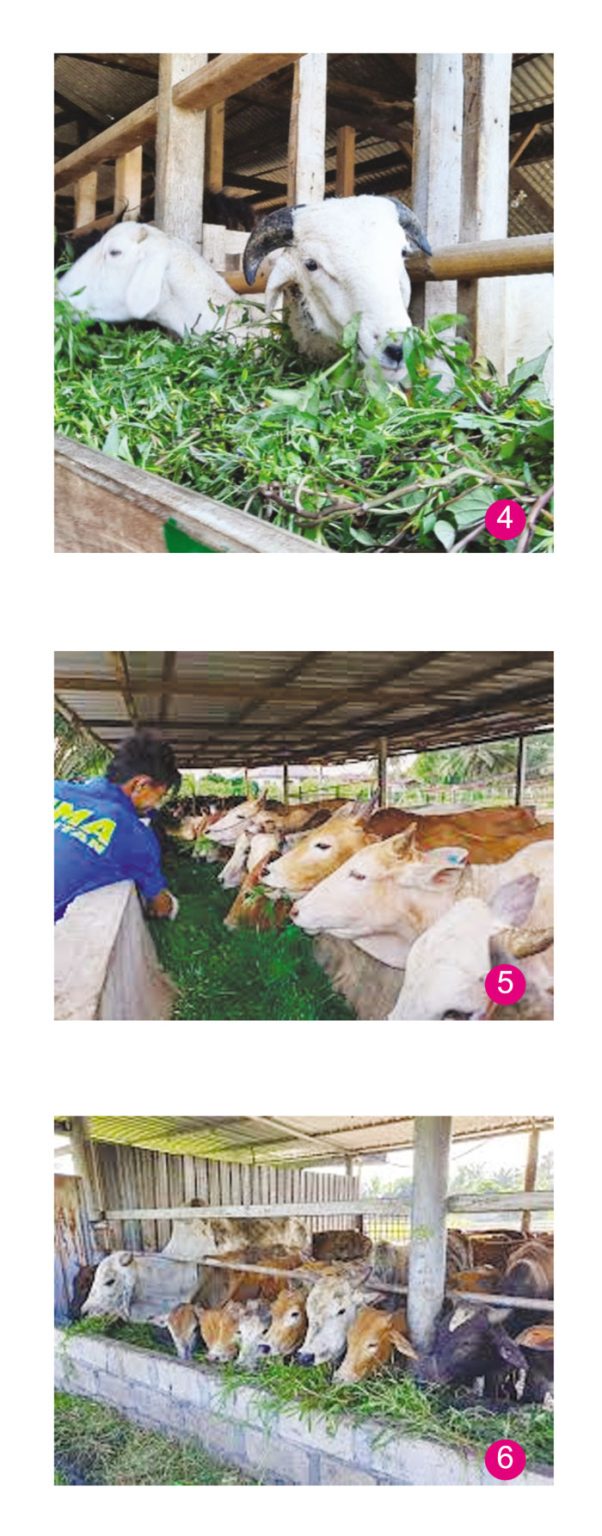 Teknik Penanaman Rumput Napier Untuk Ternakan Ruminan - INFO PERTANIAN ...