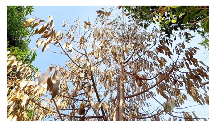 Adakah tanah masam akan menyebabkan daun pokok durian gugur, dahan dan ...