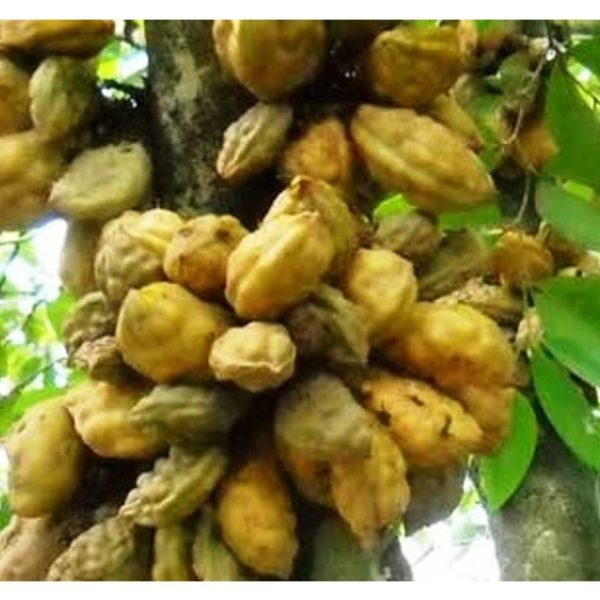 Uniknya Buah Engkala - INFO PERTANIAN online