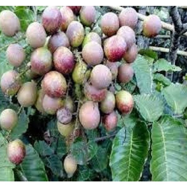 Uniknya Buah Engkala - INFO PERTANIAN online