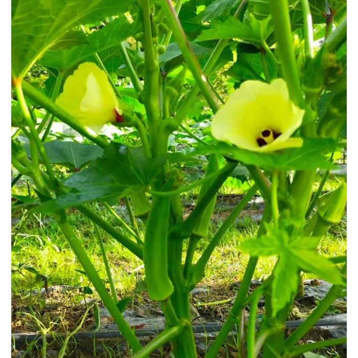 Uniknya Buah Engkala - INFO PERTANIAN online