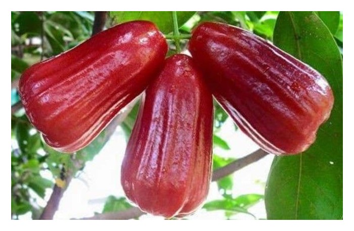 Kelebihan pengurusan jambu air madu di Thailand berbanding Malaysia ...