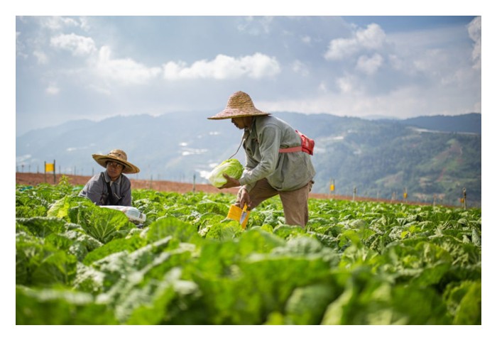 For a beginner, are leafy vegetables or fruit vegetables easier to begin with in Malaysia while ...